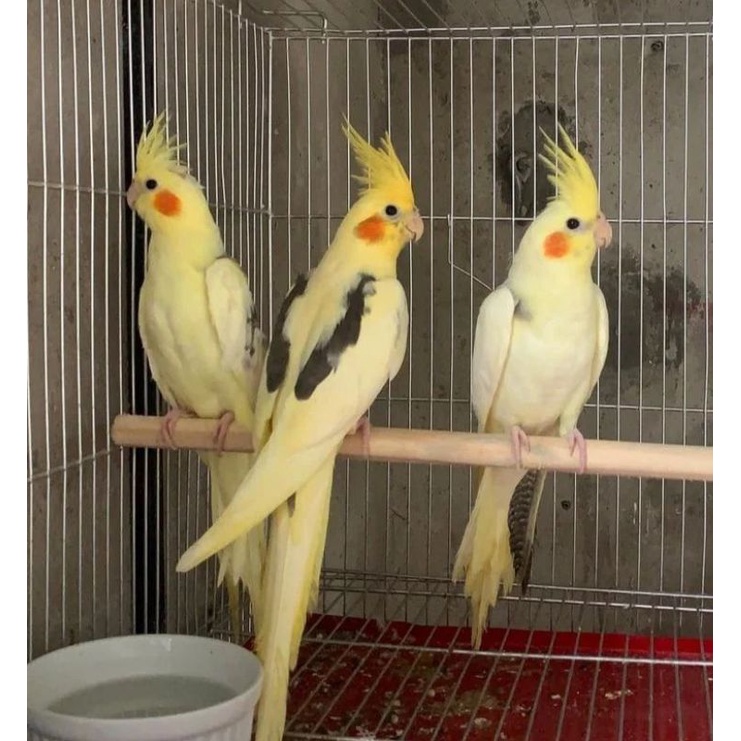 Jual Burung Falk Parkit Australia Jantan Dan Betina Murah | Shopee ...