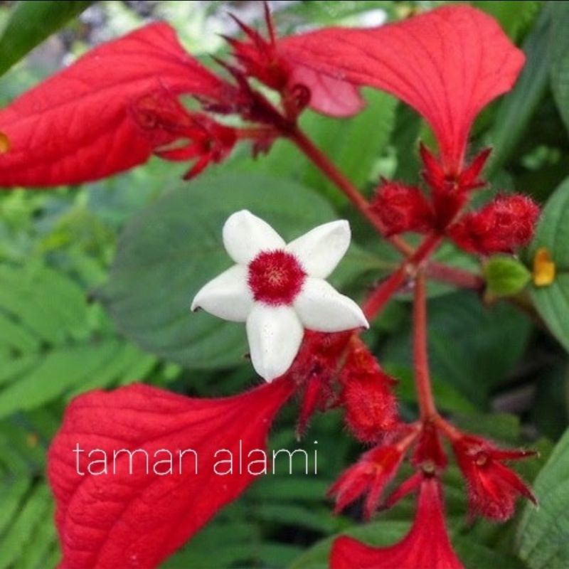 Jual bunga nusa indah merahh - tanaman bunga nusa indah merah | Shopee ...