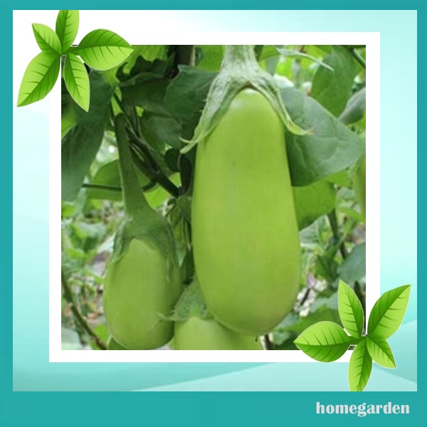 Jual Benih Terong Hijau Jumbo Bibit Tanaman Sayuran Bibit Terong Unggul ...