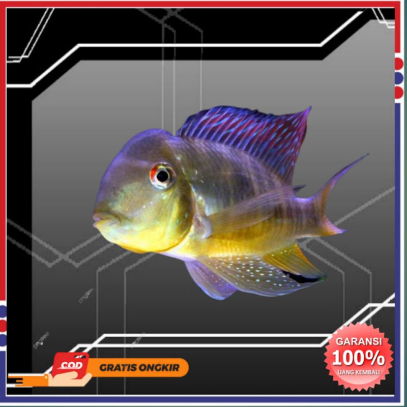 Jual Hiasan aquarium Balzani chiclid aquascape dan tank mate | Shopee ...