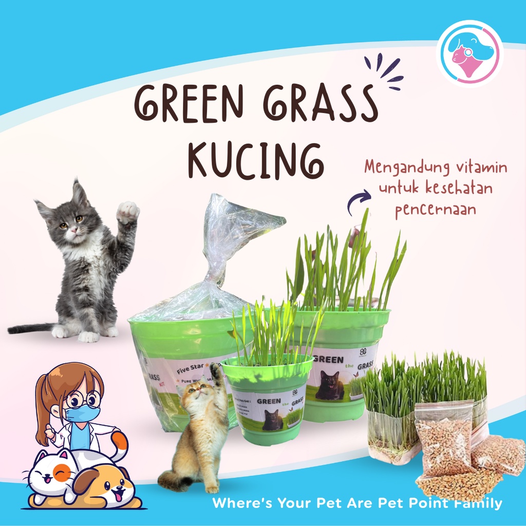 Jual GREEN GRASS - Rumput Kucing - Rumput Benih Gandum isi 1 Bungkus ...