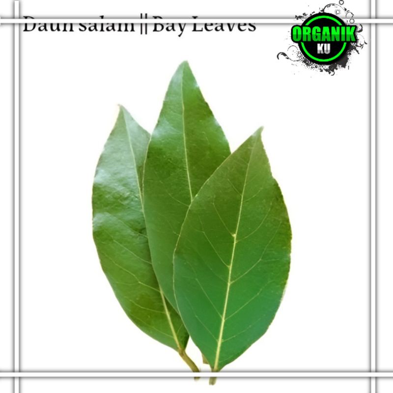 Jual Daun salam segar per 100 lembar | Shopee Indonesia