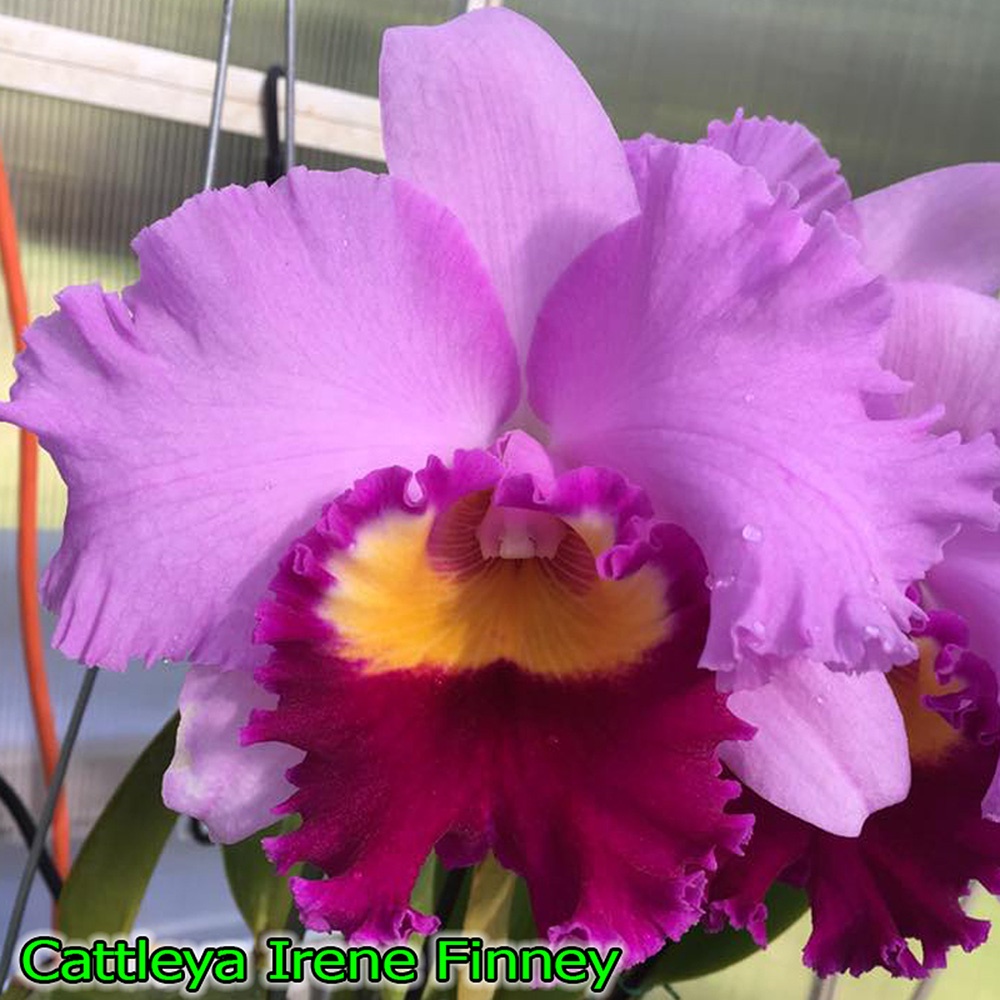 Jual Anggrek Cattleya Dewasa Bunga Besar Siap Bunga | Shopee Indonesia