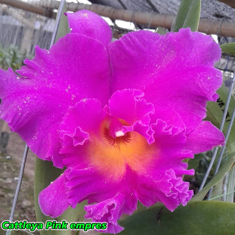 Jual Anggrek Cattleya Dewasa Bunga Besar Siap Bunga | Shopee Indonesia