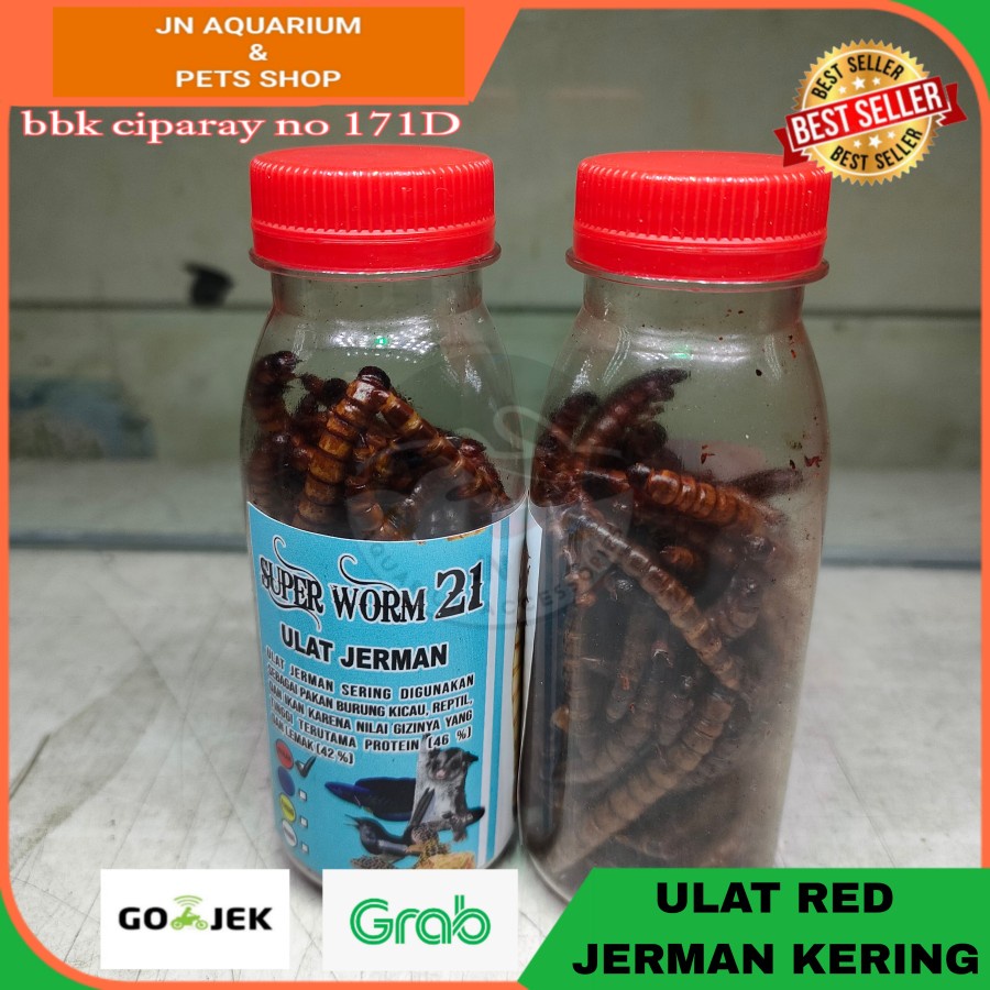 Jual ULAT JERMAN KERING RED / ULAT GERMAN KERING RED PAKAN PREDATOR ...
