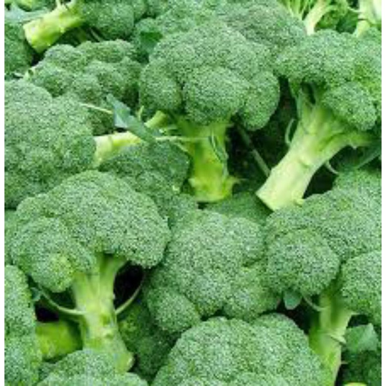 Jual Brokoli hijau fresh 1KG | Shopee Indonesia