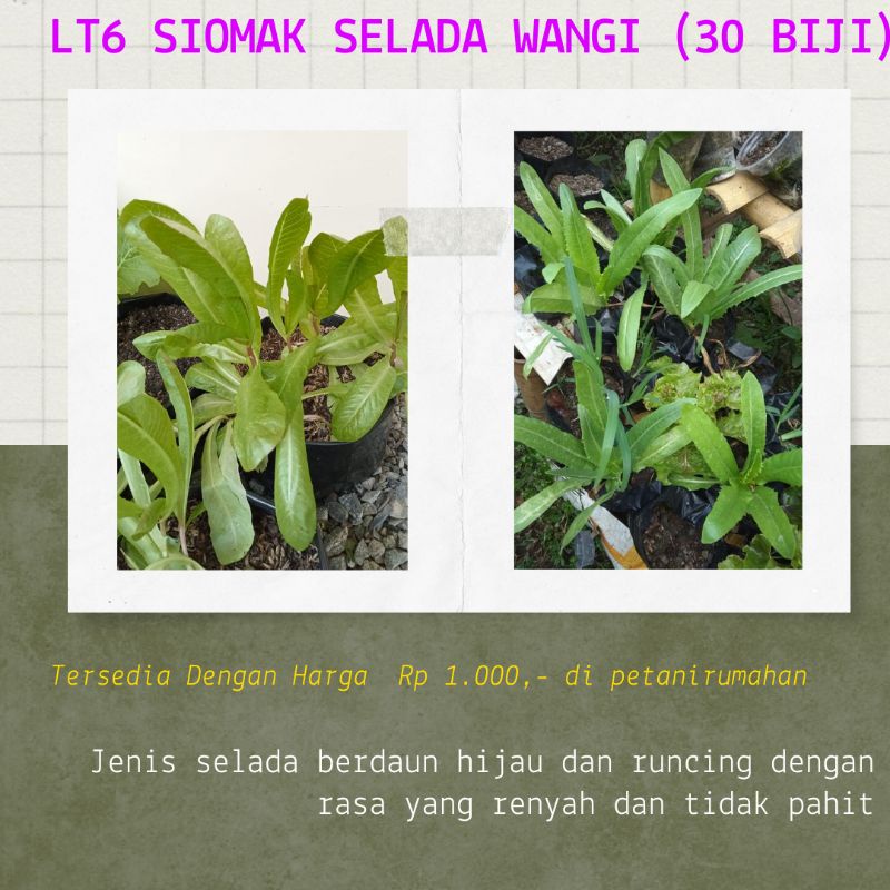 Jual LT6 BIJI BENIH BIBIT SELADA WANGI SIOMAK SERIBUAN | Shopee Indonesia