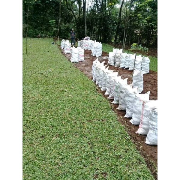 Jual KEBUN.MUKLIS - Rumput Gajah Mini Hijau Satu Karung Full | Shopee ...