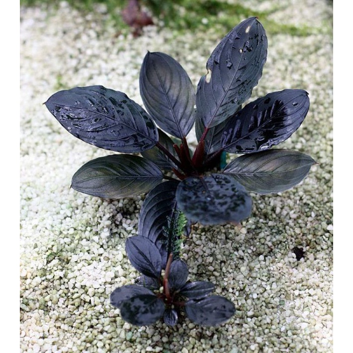 Jual Bucephalandra sk skeleton king dark achilles tanaman aquascape ...
