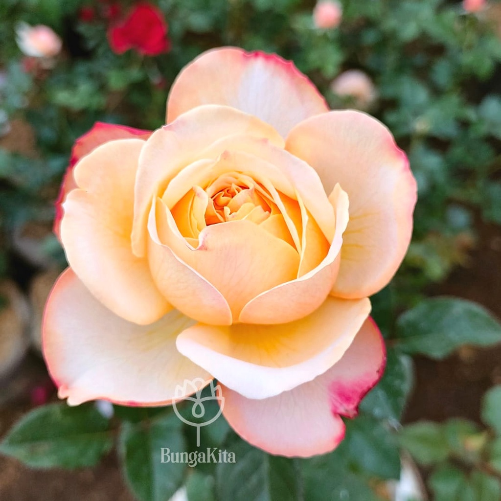 Jual BUNGA MAWAR IMPORT KORDES JUBILEE UKURAN REMAJA | Shopee Indonesia