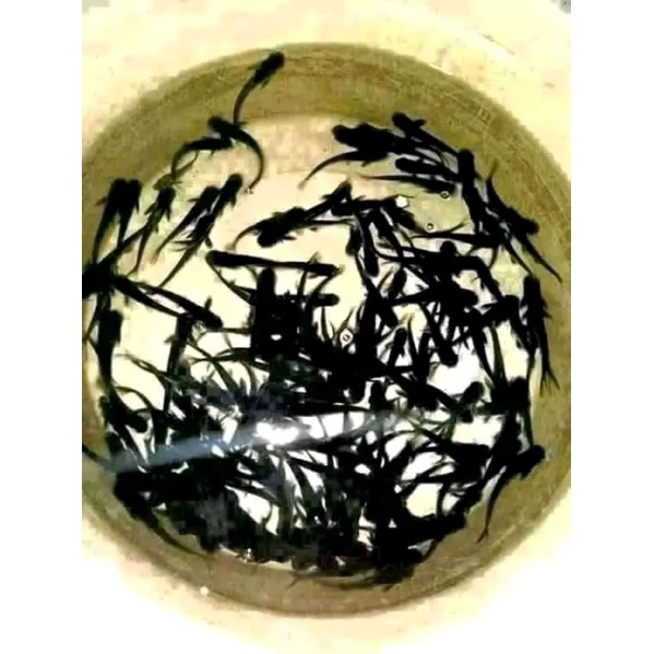 Jual Bibit patin 7-9 ( Google maps : Rendy ikan hias Semarang ...