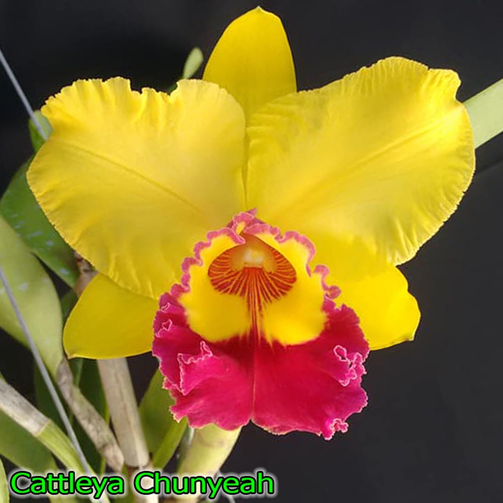 Jual Anggrek Cattleya Dewasa Bunga Besar Siap Bunga | Shopee Indonesia