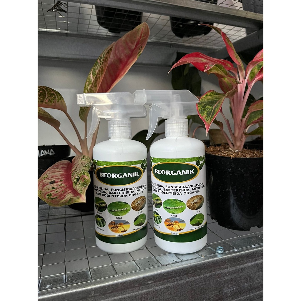 Jual BEORGANIK Obat Hama, Organik, Pestisida, ulat, kutu putih, hama ...