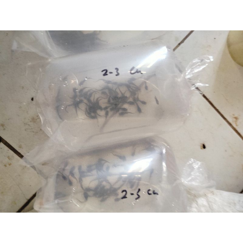 Jual pakan predator ikan lele ukuran 2-3 cm isi 100 | Shopee Indonesia