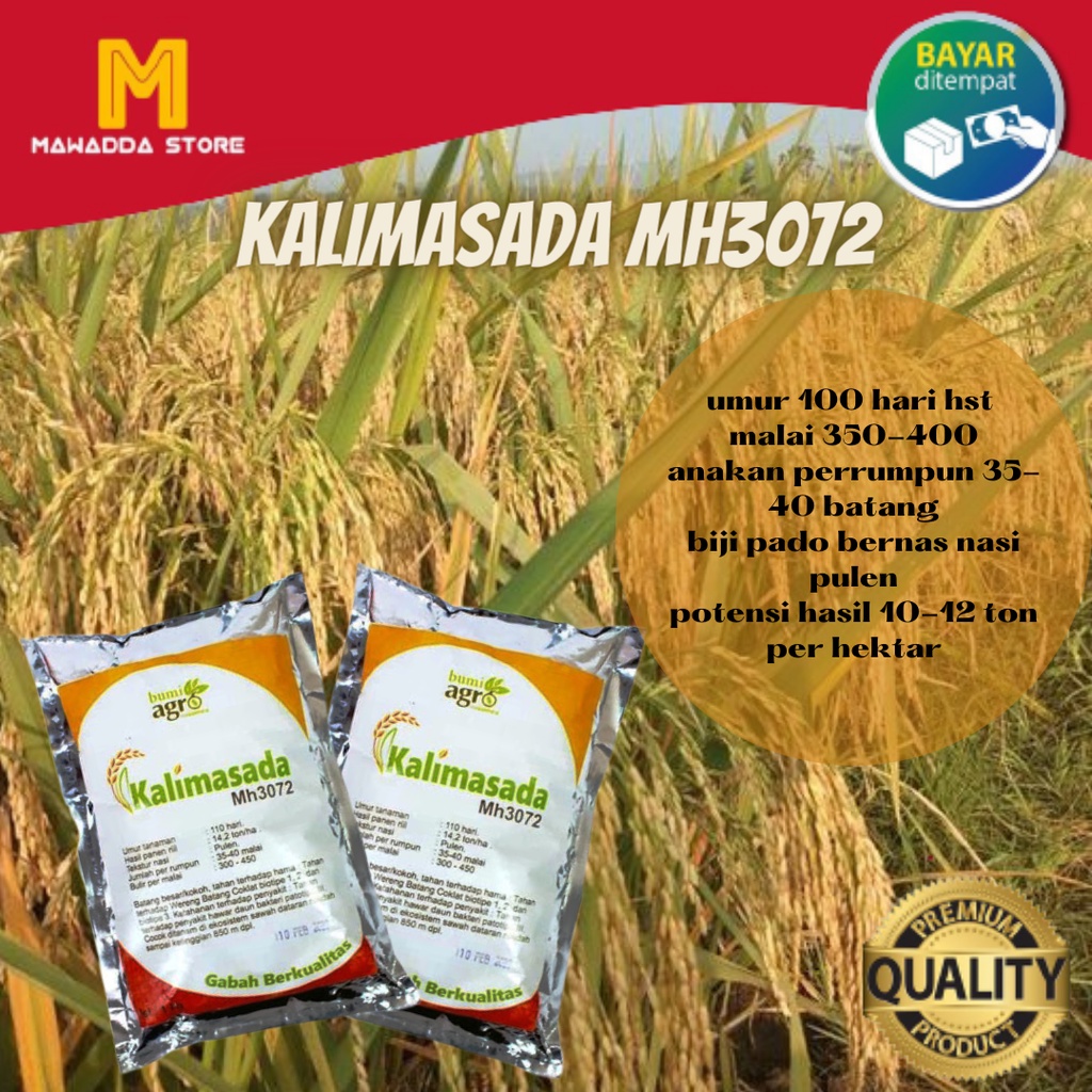Jual Biji Padi Unggul KALIMASADA Kemasan 1KG | Shopee Indonesia