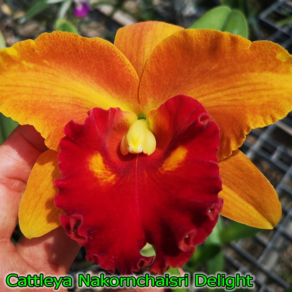 Jual Anggrek Cattleya Dewasa Bunga Besar Siap Bunga | Shopee Indonesia