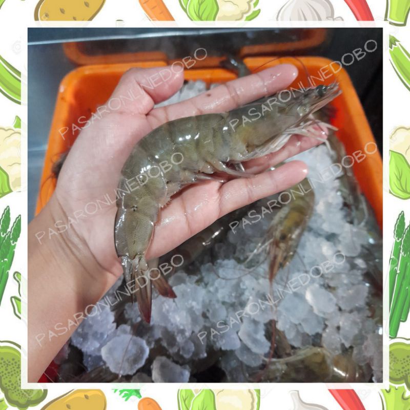 Jual Udang segar besar | Shopee Indonesia
