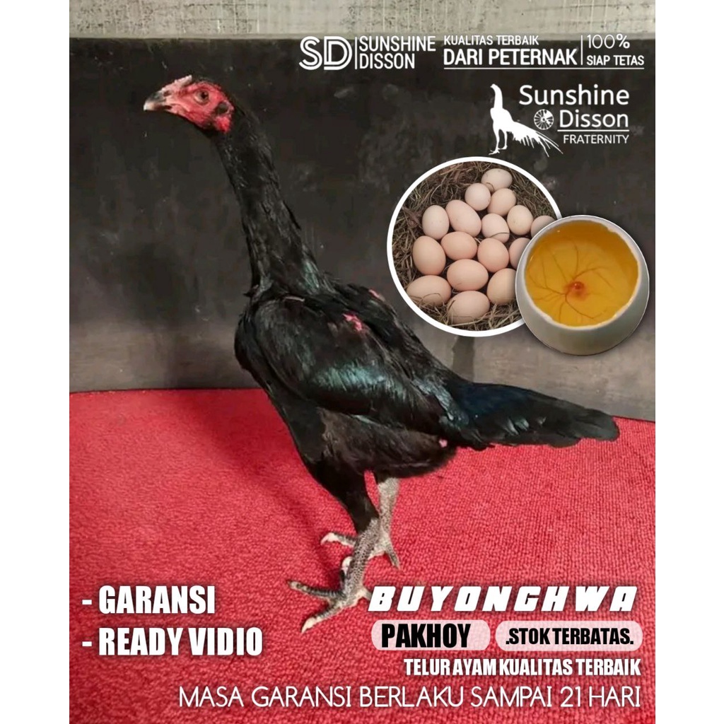 Jual ayam bangkok babon pakhoy induk brutal asli telur tetas buyonghwa | Shopee Indonesia