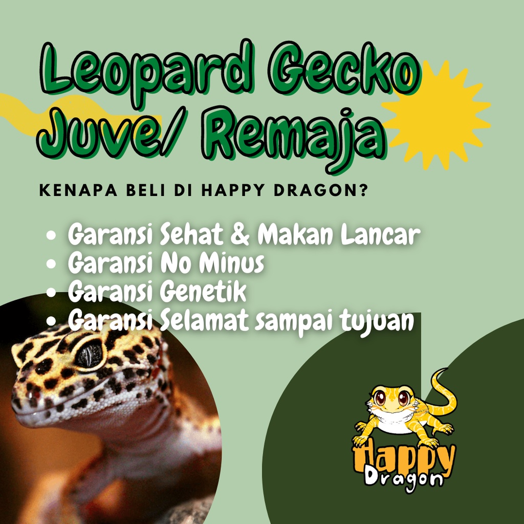 Jual Mainan Anak Gecko Remaja Juve (BUKAN IGUANA, KURA, TOKEK, KADAL ...