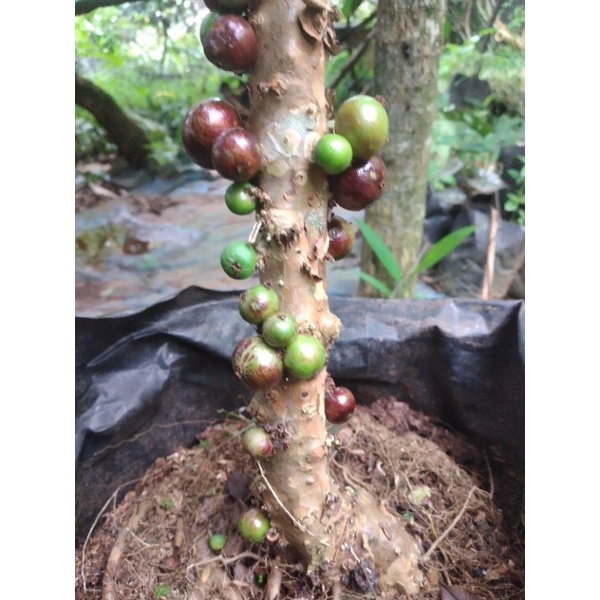 Jual pohon anggur brazil preco genjah | Shopee Indonesia
