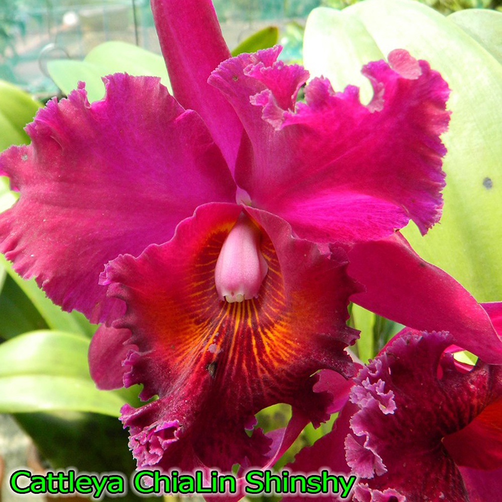 Jual Anggrek Cattleya Dewasa Bunga Besar Siap Bunga | Shopee Indonesia