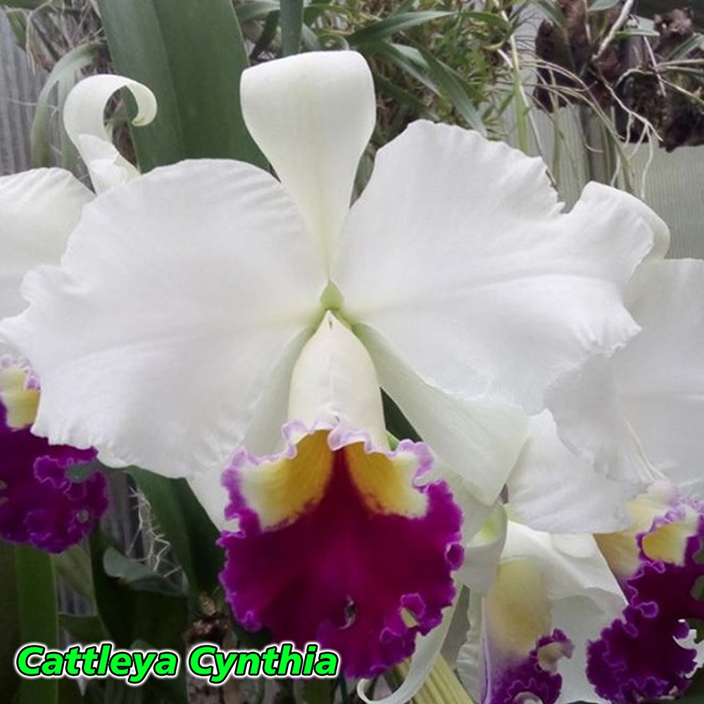 Jual Anggrek Cattleya Dewasa Bunga Besar Siap Bunga | Shopee Indonesia