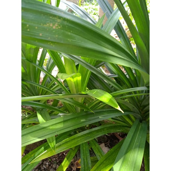 Jual daun pandan | Shopee Indonesia