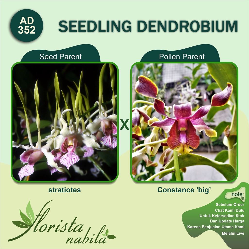 Jual Anggrek Dendrobium stratiotes x Constance 'big' | Shopee Indonesia