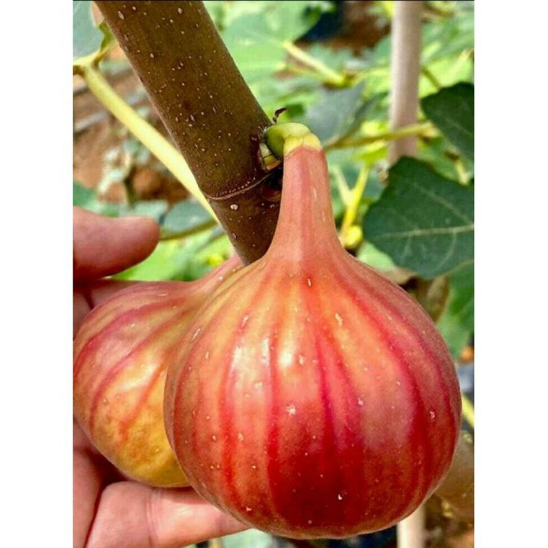 Jual bibit cangkok buah tin TGF | Shopee Indonesia