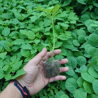 Produk Kebun Muklis | Shopee Indonesia