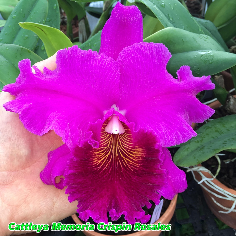 Jual Anggrek Cattleya Dewasa Bunga Besar Siap Bunga | Shopee Indonesia