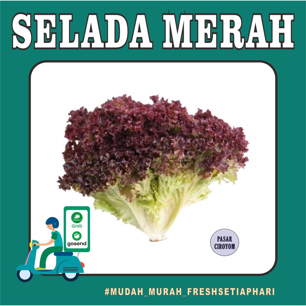 Jual SELADA LOROSA / SELADA MERAH FRESH MURAH BANDUNG | Shopee Indonesia