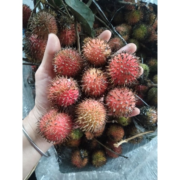 Jual Buah Rambutan Rapiah Super 1kg fresh baru petik dari pohon ketika ...