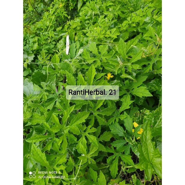 Jual DAUN PARE PARIA GENGGE SEGAR 100 GRAM | Shopee Indonesia