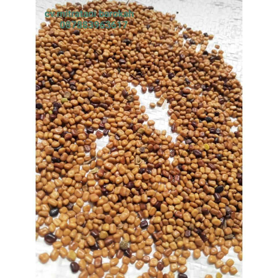 Jual Benih Cm (Calopogonium Mucunoides) | Shopee Indonesia
