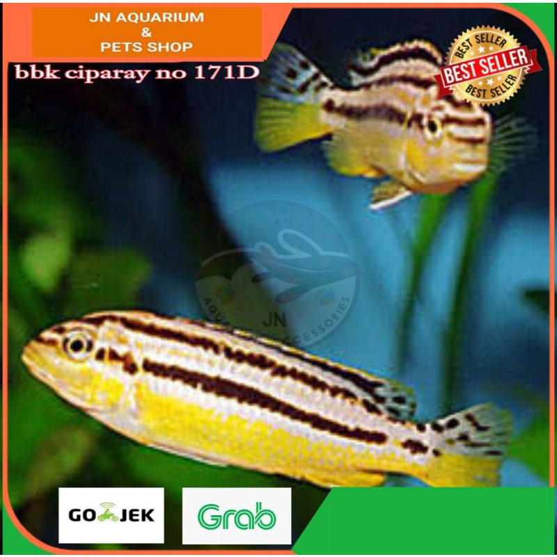 Jual IKAN HIAS NIASA CICHLID JUANI BLUEGRAY JOHANNII AIR TAWAR AQUARIUM ...