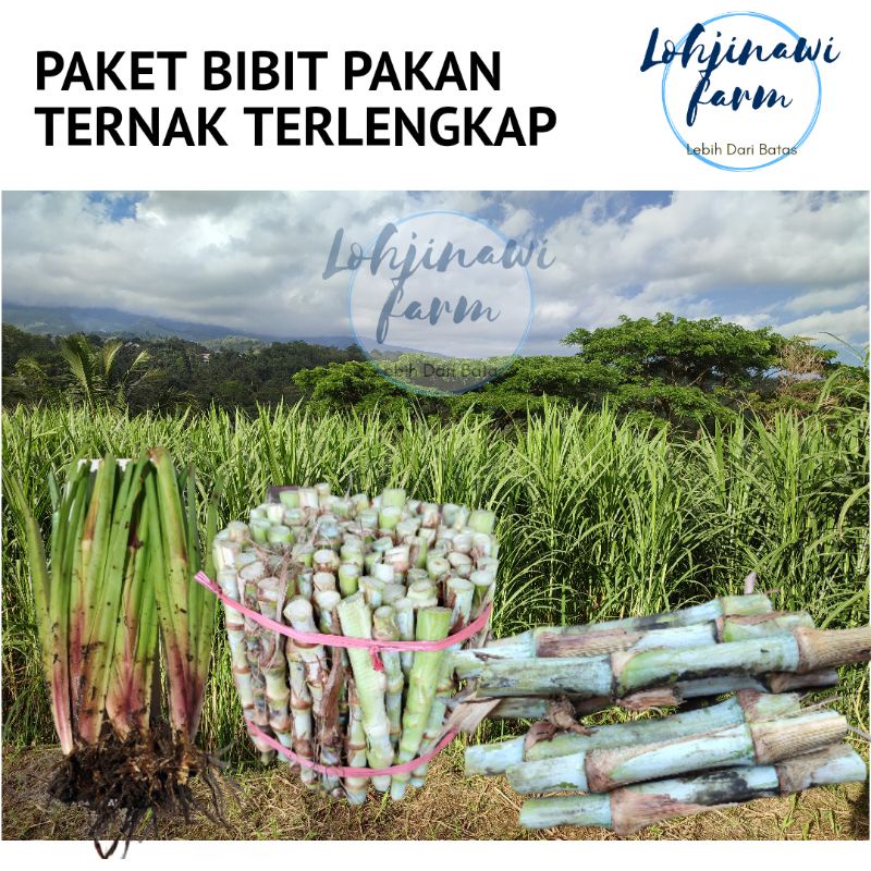 Jual PAKET & Set Bibit Pakan Ternak, Pakchong, Red Napier, Odot ...