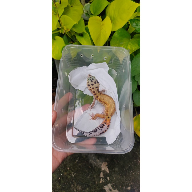 Jual Mainan Gecko Hias Kedai Satwa | Shopee Indonesia