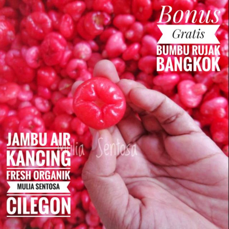 Jual Buah Jambu air kancing segar organik / jambu air mini segar ...