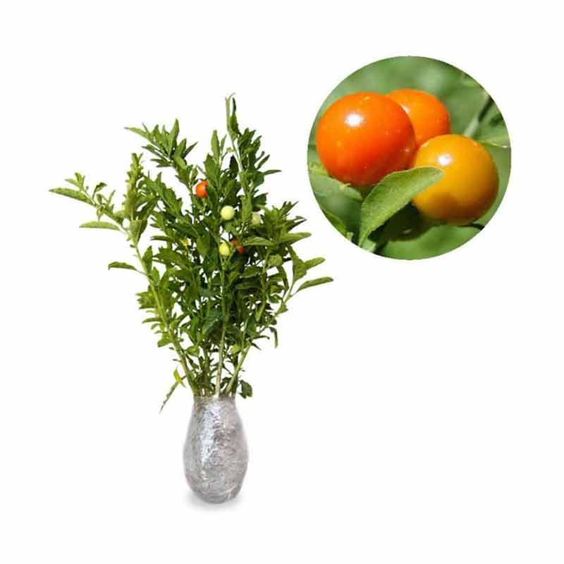 Jual Tanaman Krismil / Cabe / Cabai / Lombok Bulat Konsumsi ( Sudah ...