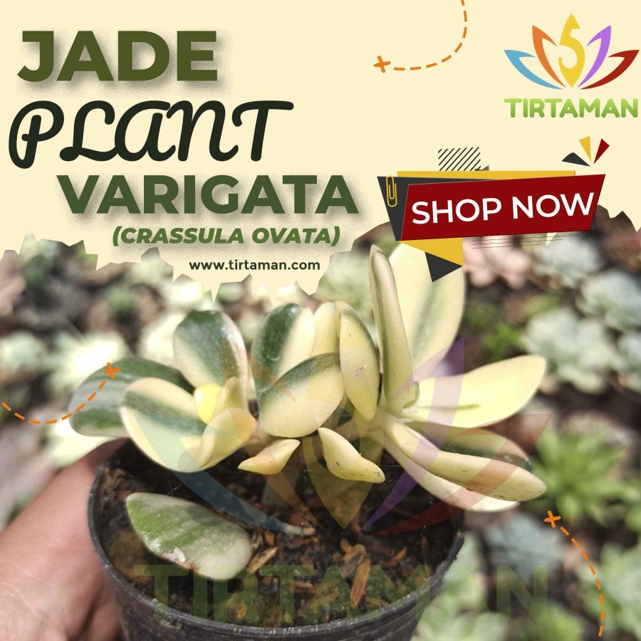 Jual jade plant varigata / Crassula ovata | Shopee Indonesia