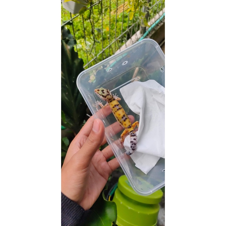 Jual Mainan Gecko Hias Kedai Satwa | Shopee Indonesia
