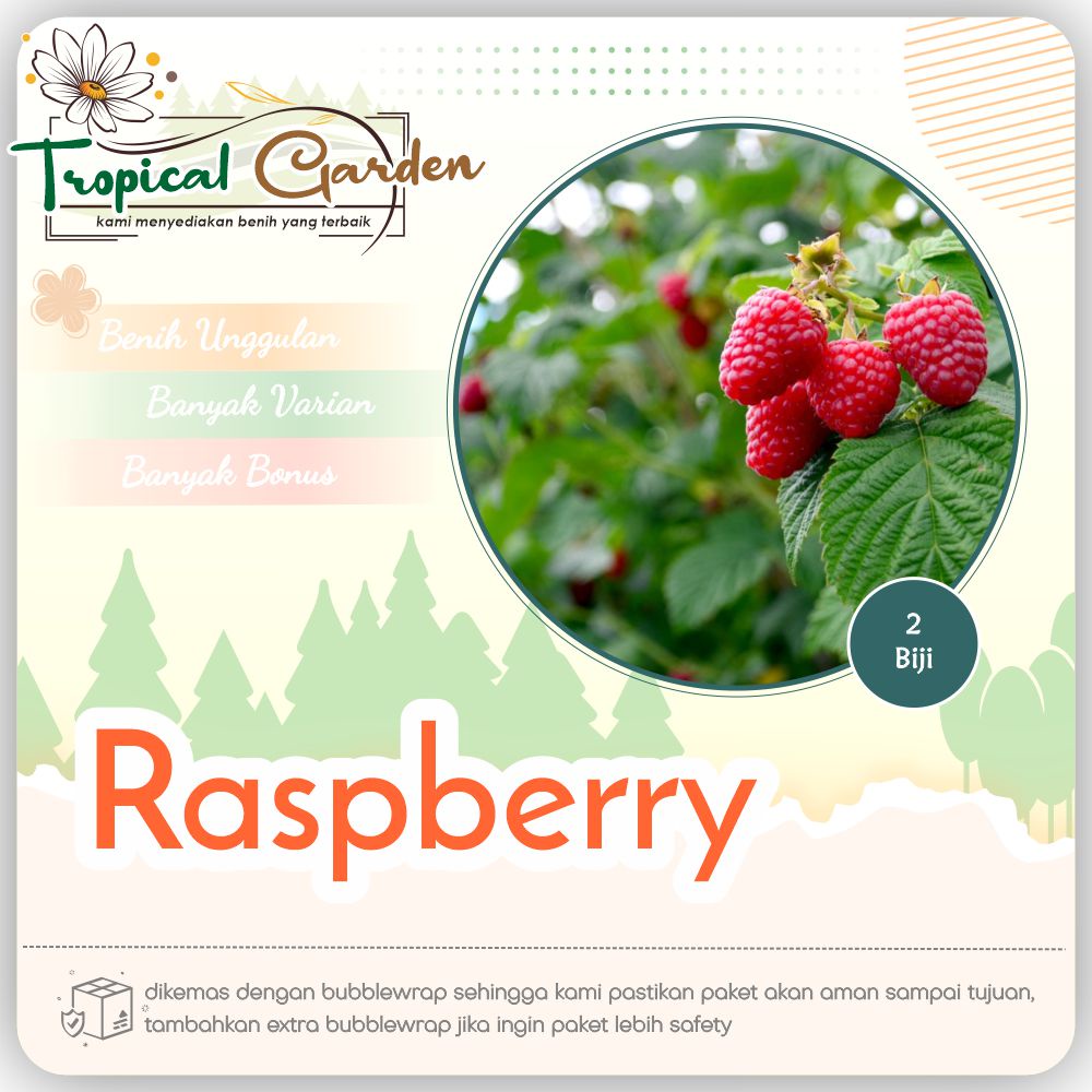 Jual Tropical Garden Benih Biji Buah Raspberry Import COD | Shopee ...