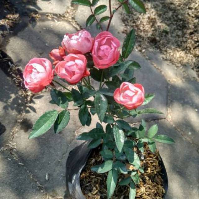 Jual Bibit Bunga Pink Climbing Rose Mawar Rambat Berkualitas | Shopee ...