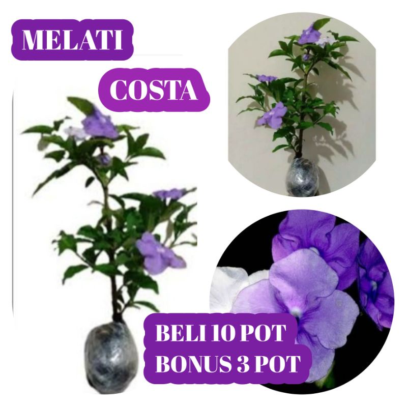 Jual BIBIT MELATI COSTA MELATI HARUM BUNGANYA | Shopee Indonesia