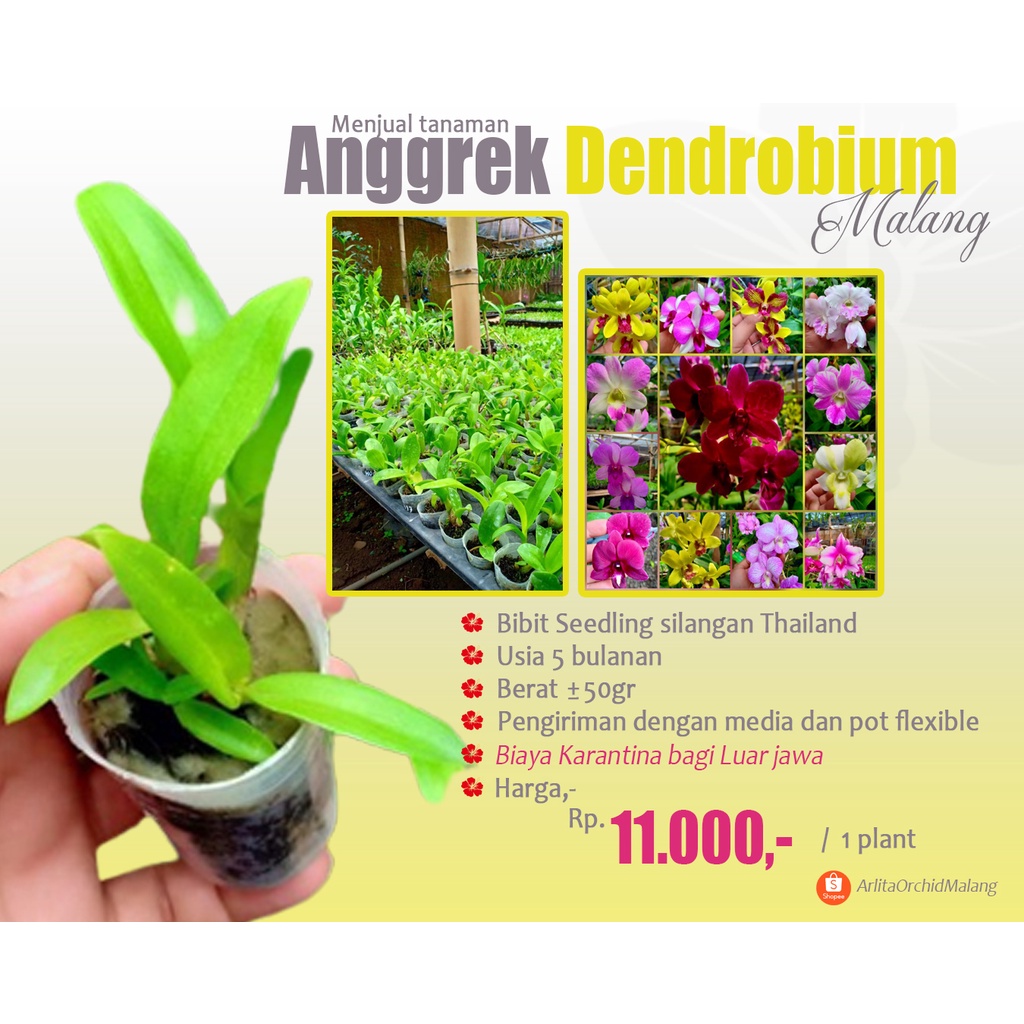 Jual Bibit seedling dendrobium bulat hybrida silangan thailand | Shopee ...
