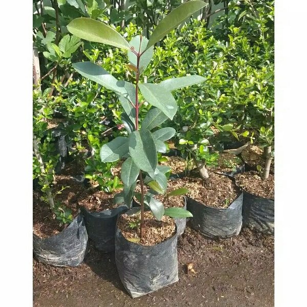 Jual Bibit tanaman buah duwet juwet jamblang putih murah dan unggul DDD ...
