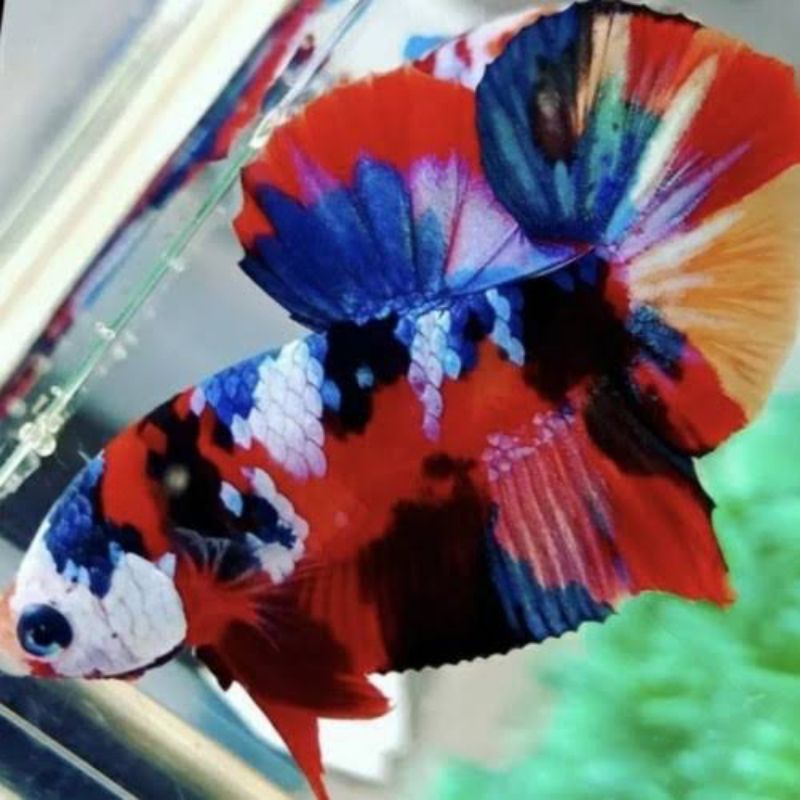 Jual Cupang - Ikan Cupang Nemo - Cupang Plakat Nemo Multicolor - Ikan ...