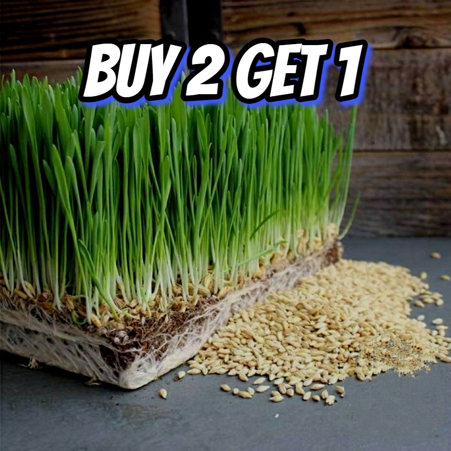 Jual PROMO!! Organic Wheat Grass Seeds Easy to Grow Wheatgrass barley ...
