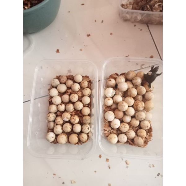 Jual promo telur bulus perbutir | Shopee Indonesia